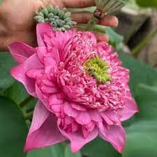 Indian Gardens - Lotus live plant Rare plant (Kaveri) Original color ...