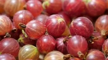 MITU Rare Red Amla GRAFTED Plant,Gooseberry Plant, Amloki Plant ...