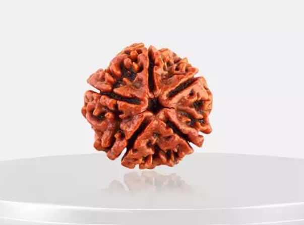 RUDRAKSHA AND GEMSTONE STORE Panchmukhi Nepali Rudraksha Original Lab ...