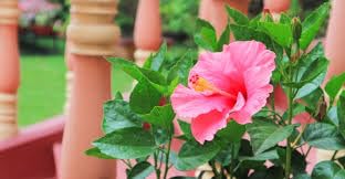 Pink gudhal hibiscus live plant (Pack of 1) : Amazon.in: Garden & Outdoors