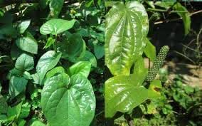 SelfLine | Thippali or Pippalli/Long Pepper 1 Live Plant : Amazon.in ...