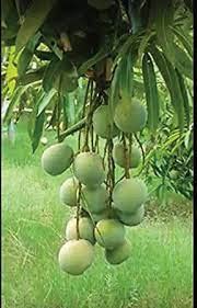 Mphmi Live Plants Nursery Garden Rumani Mango Plant- Chennai : Amazon ...