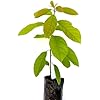 Amazon.com : Avocado Semil 34 Live Fruit Tree 12"-24" : Patio, Lawn ...