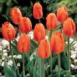 Amazon.com : Lighting Sun Tulip : Plant Seed And Flower Products ...