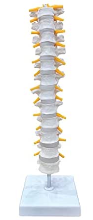 ZX | Thoracic Vertebrae Model | Life Size | PVC | Anatomical Model ...