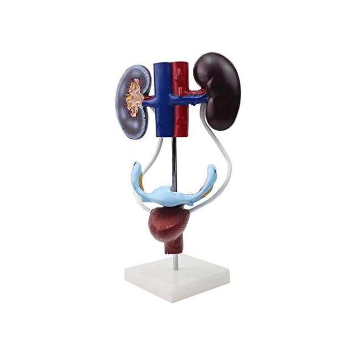 Buy Educational Model Model Of The Genitourinary System - Model ...