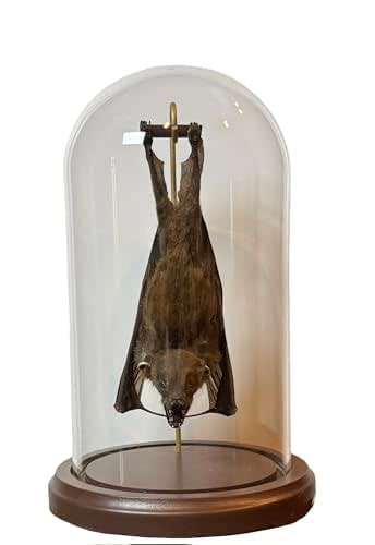 Amazon.com: Hanging Bat in Ready to Fly Position - Cynopterus ...