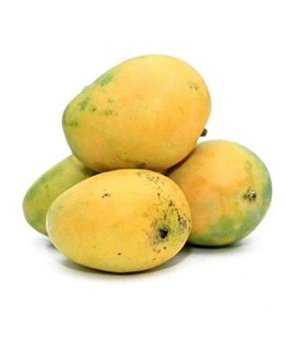 Fresh Mango Himsagar, 1 Kg : Amazon.in: Grocery & Gourmet Foods