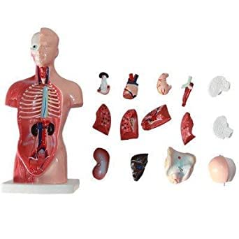 THE FIRST LAB 18-inch Male Human Torso Body Anatomy Model | Including ...
