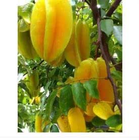SS TRADING COMPANY Grafted Star Fruit Live Plant Carambola Tree Live ...