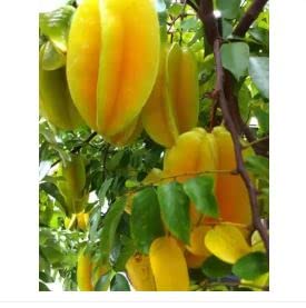 SS TRADING COMPANY Grafted Star Fruit Live Plant Carambola Tree Live ...
