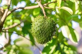 VENUS-ONLINE Soursop/Mullatha (Annona muricata) Dwarf Rare plant ...