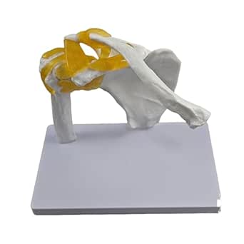 YshanEdutix Shoulder Joint Model Life-Size Shoulder Model with ...
