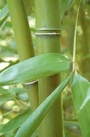 Amazon.com : Phyllostachys Bissetii, Bisset’s Bamboo #2 Size Live Plant ...