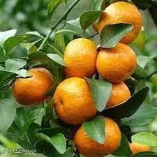 RADHA RANI PLANT HOUSE - Sweet Darjeeling Orange santara Fruit Grafted ...