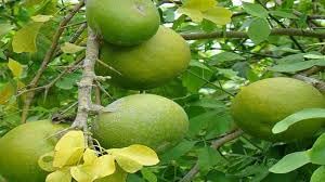 ND PLANT BAZAR Bel Patra/Bel Pathar/Barl Healthy Fruit Plant - 1 Live ...