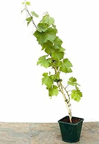 Mphmi Plants Amazingplant Grape, Angoor (Grafted, Seedless) - Plant ...