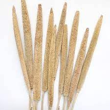 Mini Square Natural Millet Grass, Millet Pompous Grass |Dried Millet ...