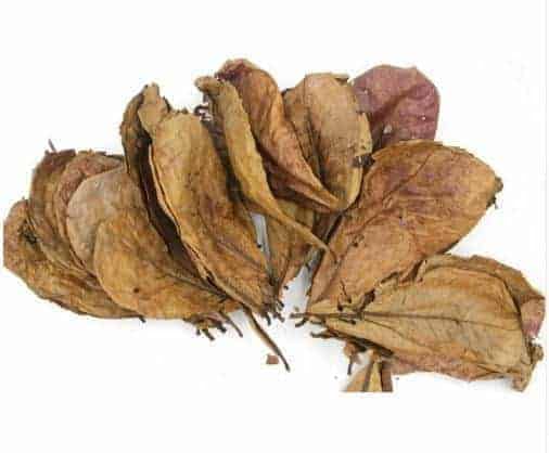 Retail Charms, Catappa Leaf Indian Almond Leaves for Fish Catappa ...