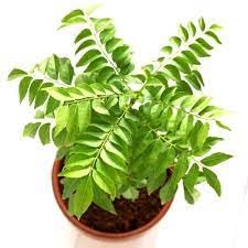 Curry patta seeds for planting Pack of 11 seeds : Amazon.in: Garden ...