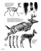 The Art of Painting and Drawing Animals (Dover Art Instruction ...
