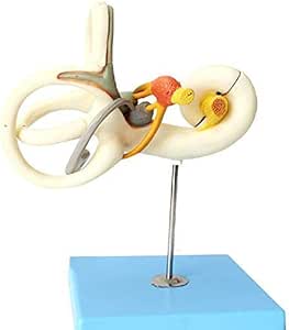 Amazon.co.jp: Human Ear Labyrinth Model 18X Labyrinth Model Inner Ear ...