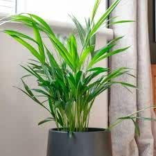 Oxygen trees for home indoor,areca palm plant (Pack of 1 with pot ...