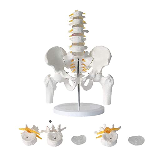 Buy Anatomy Model, Assembly Life Size Human Anatomical Male Pelvis ...