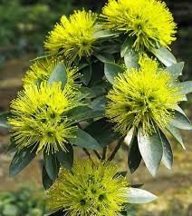 First love plant, plant for first love (pack of 2) : Amazon.in: Garden ...