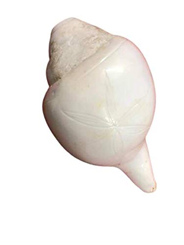 Buy Natural Big Conch Shell (Sankh) by Palak Enterprise. Online at Low ...