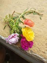 Office time flower plant live (8 Cuttings Different Color) : Amazon.in ...