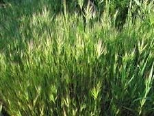 Amazon.com : Ornamental Grass Seed: Red Brome Grass Seed 50 Seeds Fresh ...