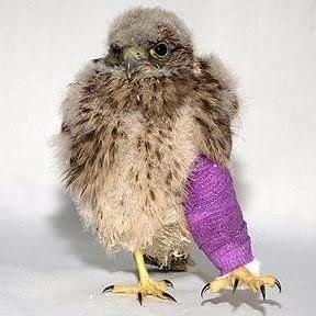 Birds Leg Facture Treatment Velcro Bandage Stripped Belt 2 pcs Good for ...