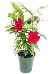 Mandevilla red plant,(Mandevilla Boliviensis) Climber Live Plant Rare ...