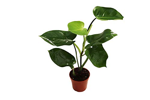 15 Great Climbing Philodendron Varieties to Own