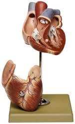 Amazon.com: 2-Part Anatomical Heart Model, Somso Modelle : Home & Kitchen