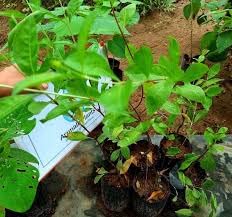 SelfLine | Mehndi, Mehandi - Plant [Pack of 10 Kiwi seeds] : Amazon.in ...