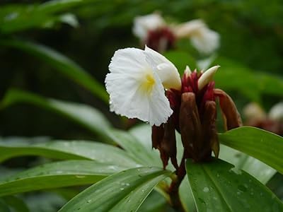 Bokul Phool flower live plant Pack Of 1 : Amazon.in: Garden & Outdoors