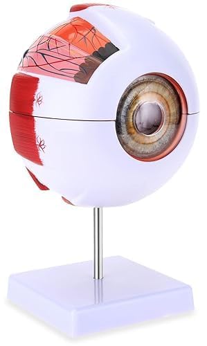 Buy KKI Giant Detachable Human Eye Model for Medical Education, Highly ...