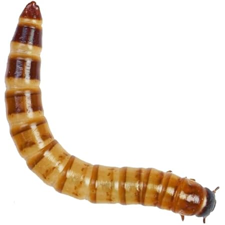 Livefoods4u Live Morio Worms 250g Bulk Bag (40-60mm) - Live Food for ...