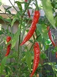 Aji Cacho de Cabra Pepper Seeds Pack of 10 : Seeds Only : Buy Online at ...