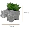Amazon.com: THE NIFTY NOOK Set of 2 New Good Luck Elephant Succulent ...