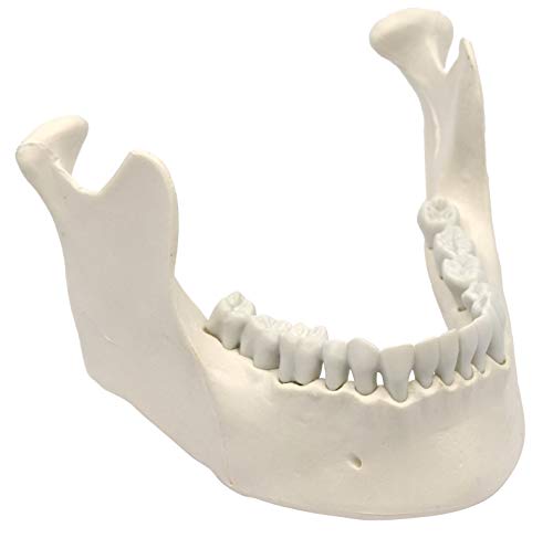 Real Human Bones - Natural Human Finger Bone | Styles Daddy