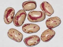 Amazon.com : (VBEAD)~"LINA SISCO'S BIRD EGG" DRY BEAN~Seed!!~~~ ~Pretty ...