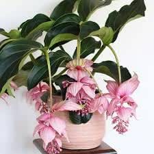 Amazon.com : New Fresh 100pcs Medinilla Magnifica Flower Seeds ...