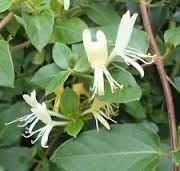 Lonicera Japonica Horwood Gem Plant in 19/20cm Pot with 3 Cane ...