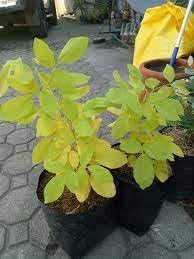 Florona Golden desmodium umbellatum Plant Dendrolobium, Legium Yellow ...