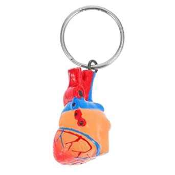 Amazon.com: Baluue Mannequin Anatomical Heart Model Keychain Simulation ...