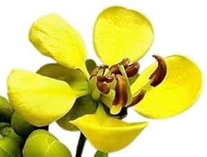 PS Agro Input Siamese Cassia, Kassod, Cassia Siamea, Senna Siamea ...
