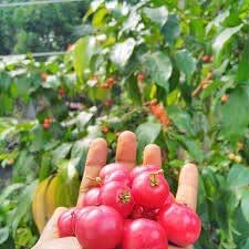 LushGreen Gardens High Yield Hybrid Rare" Loobi" Lololikka Fruit Tree ...